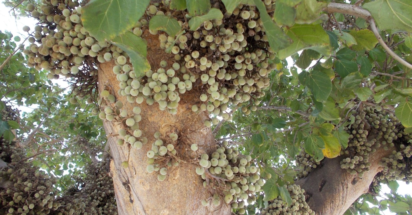 1. Lesung (Am 7,12-15)